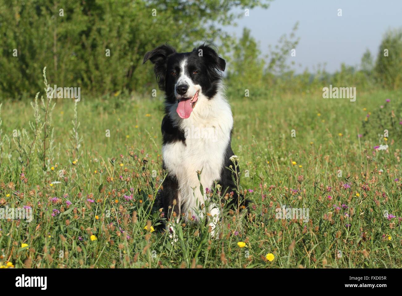 sitting Border Collie Stock Photo - Alamy