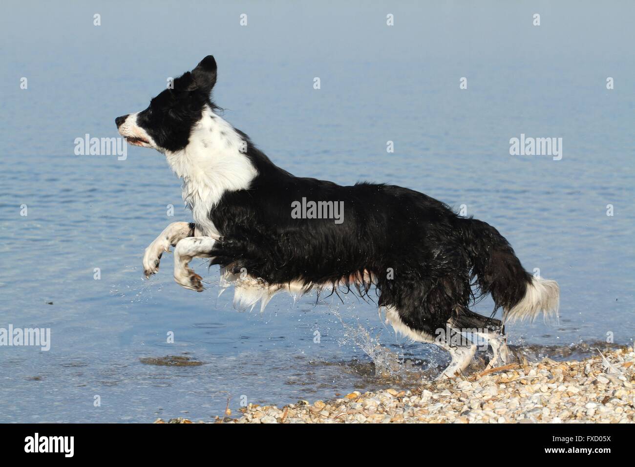 running Border Collie Stock Photo - Alamy