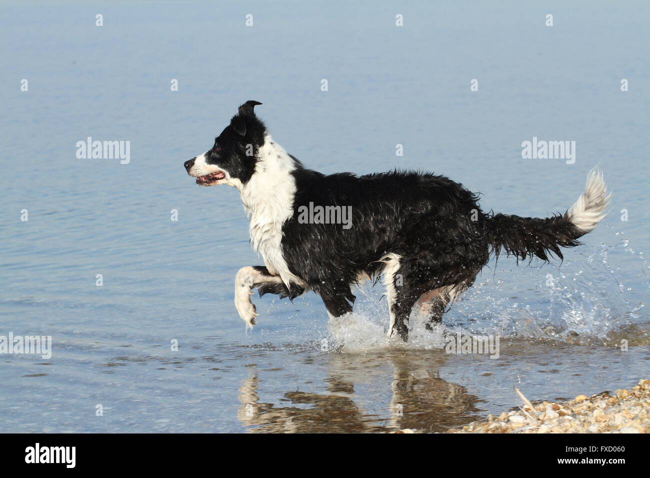 running Border Collie Stock Photo - Alamy