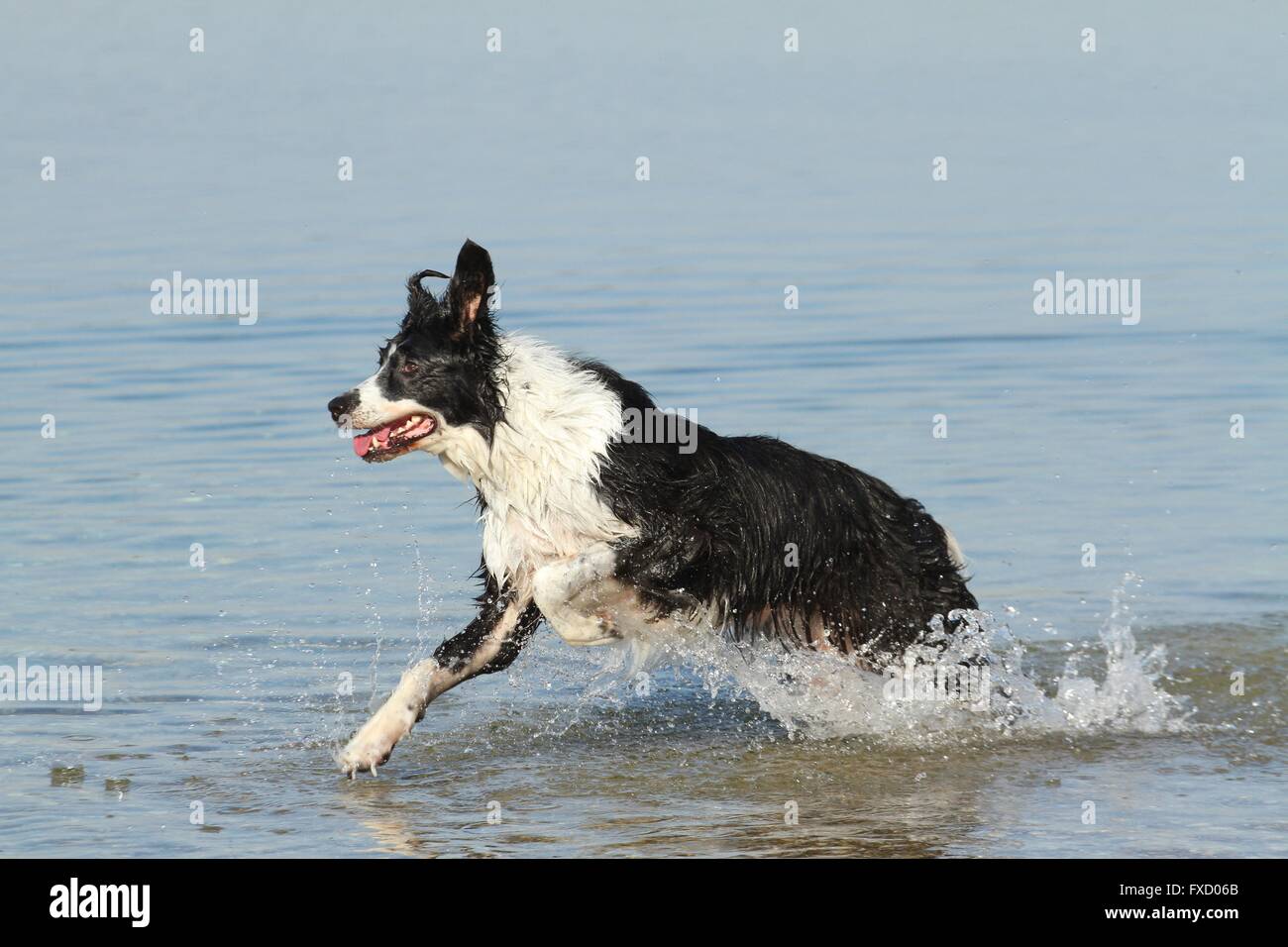 running Border Collie Stock Photo - Alamy