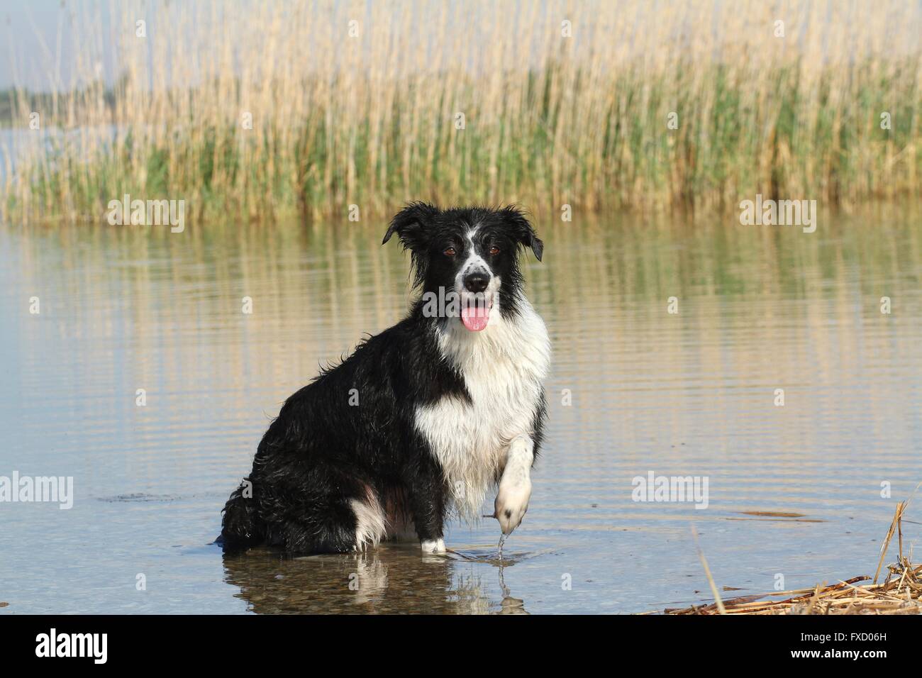 sitting Border Collie Stock Photo - Alamy