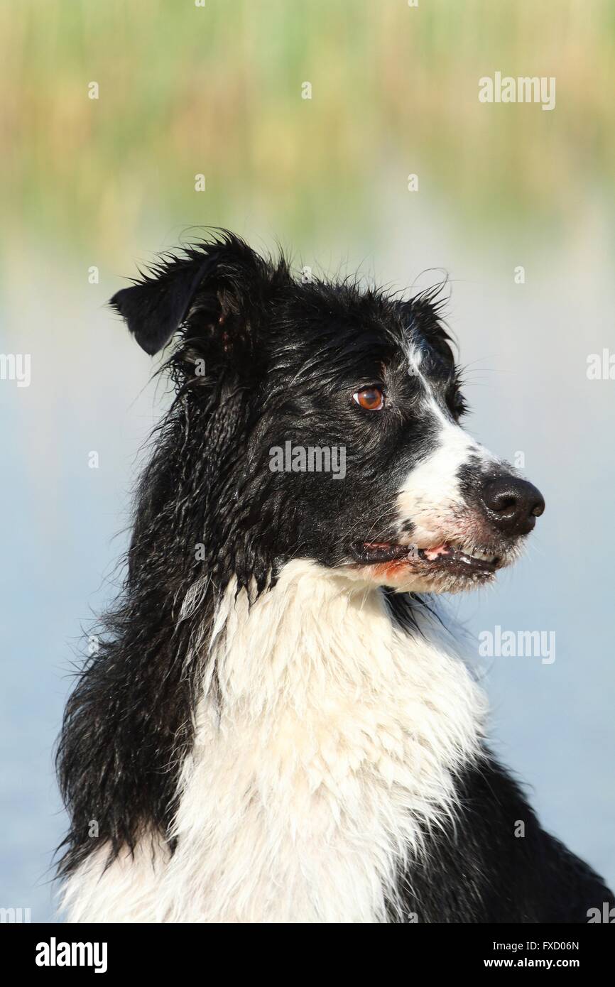 Border Collie Portrait Stock Photo - Alamy