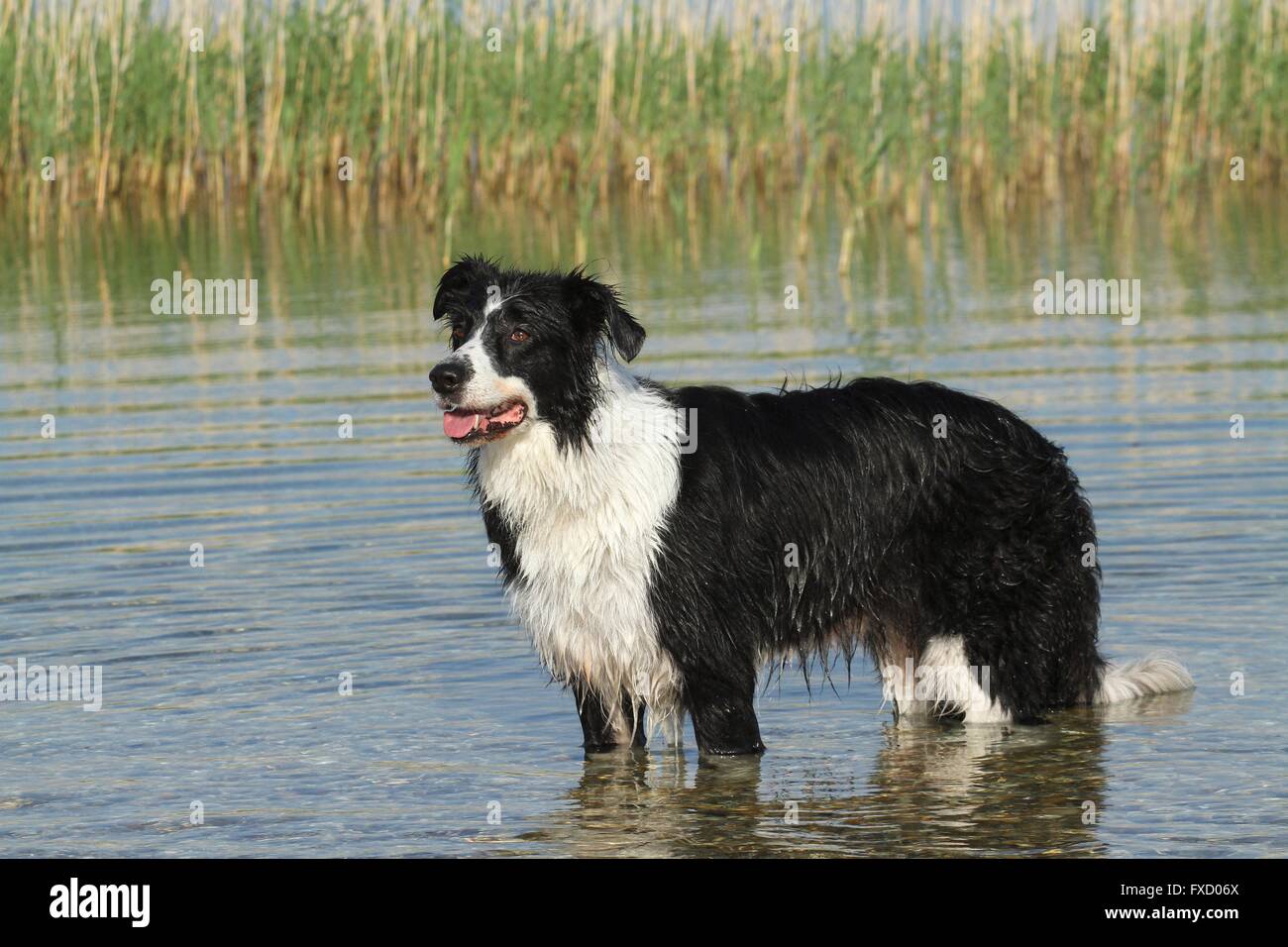 bathing Border Collie Stock Photo - Alamy