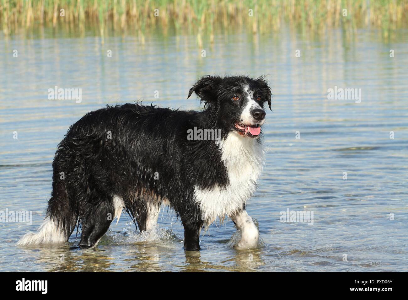 bathing Border Collie Stock Photo - Alamy