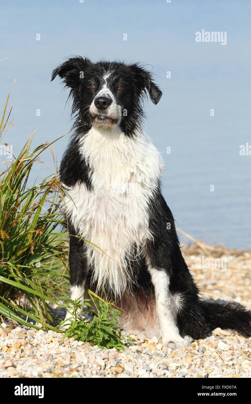 sitting Border Collie Stock Photo - Alamy