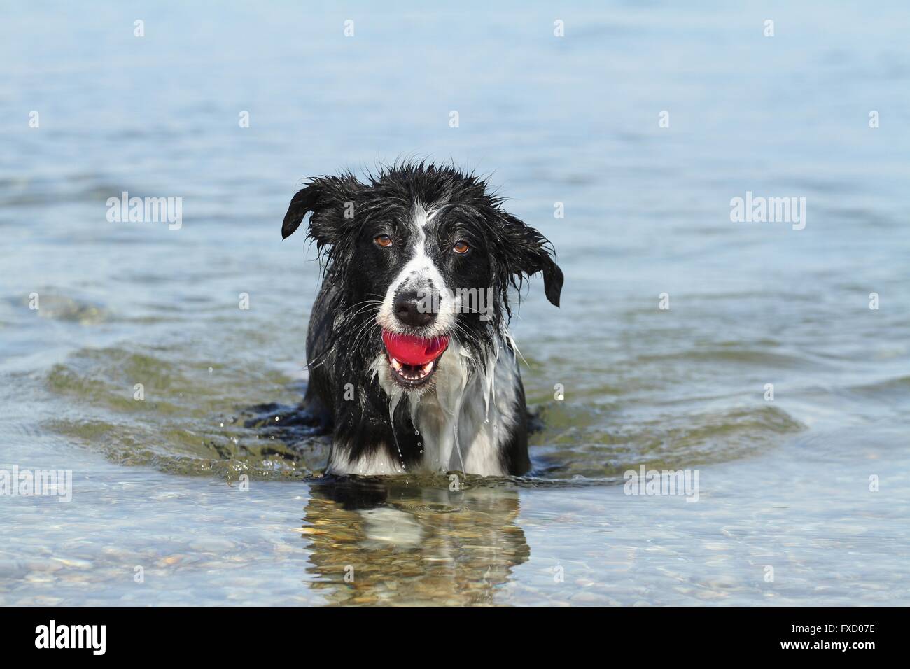 bathing Border Collie Stock Photo - Alamy