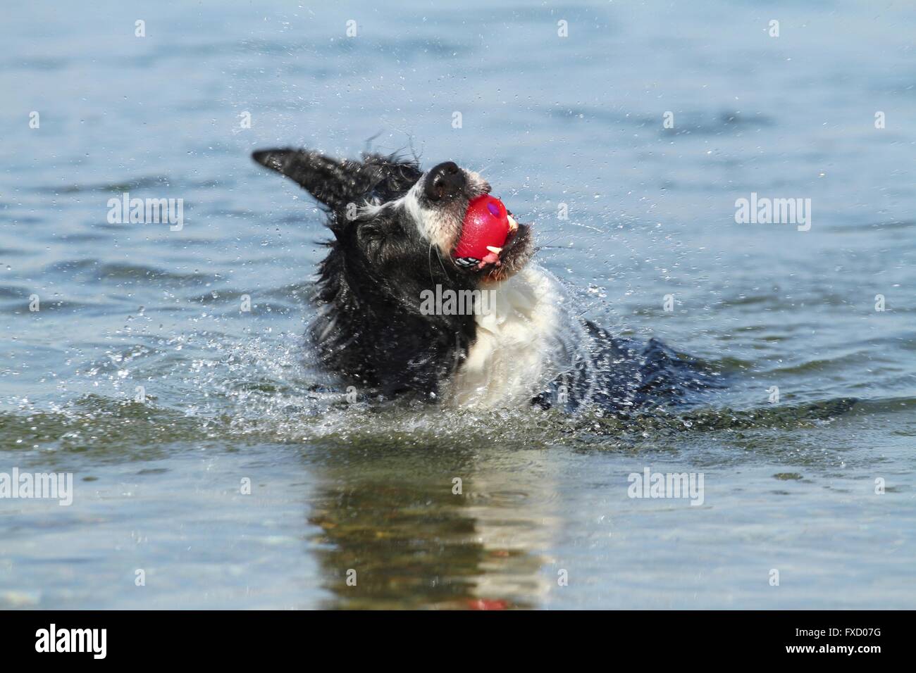 shaking Border Collie Stock Photo - Alamy
