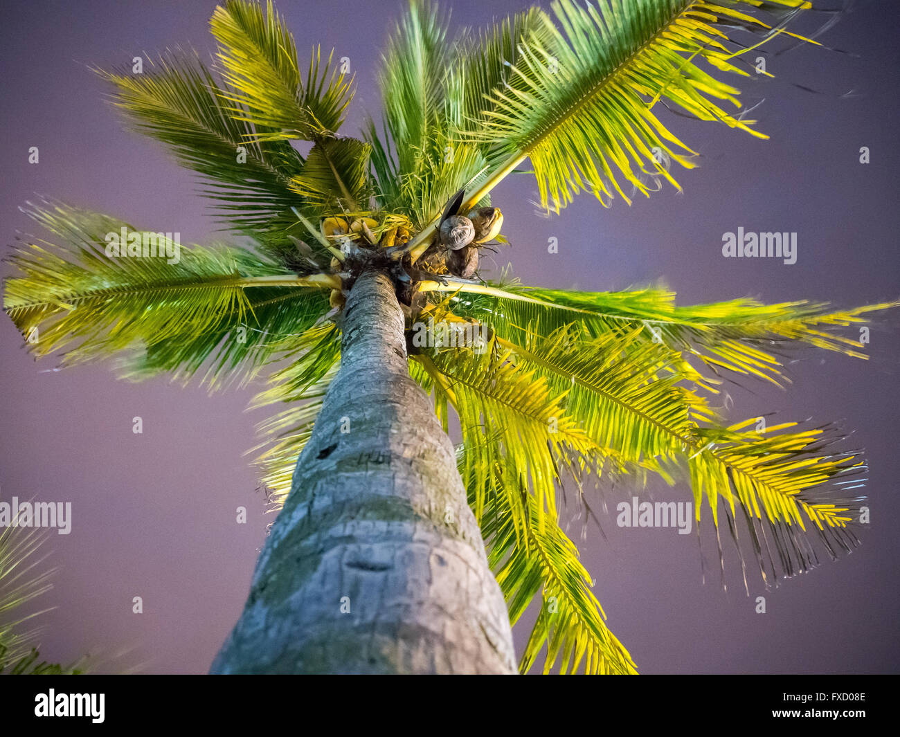 Looking up a coconut tree at night Stock Photo - Alamy