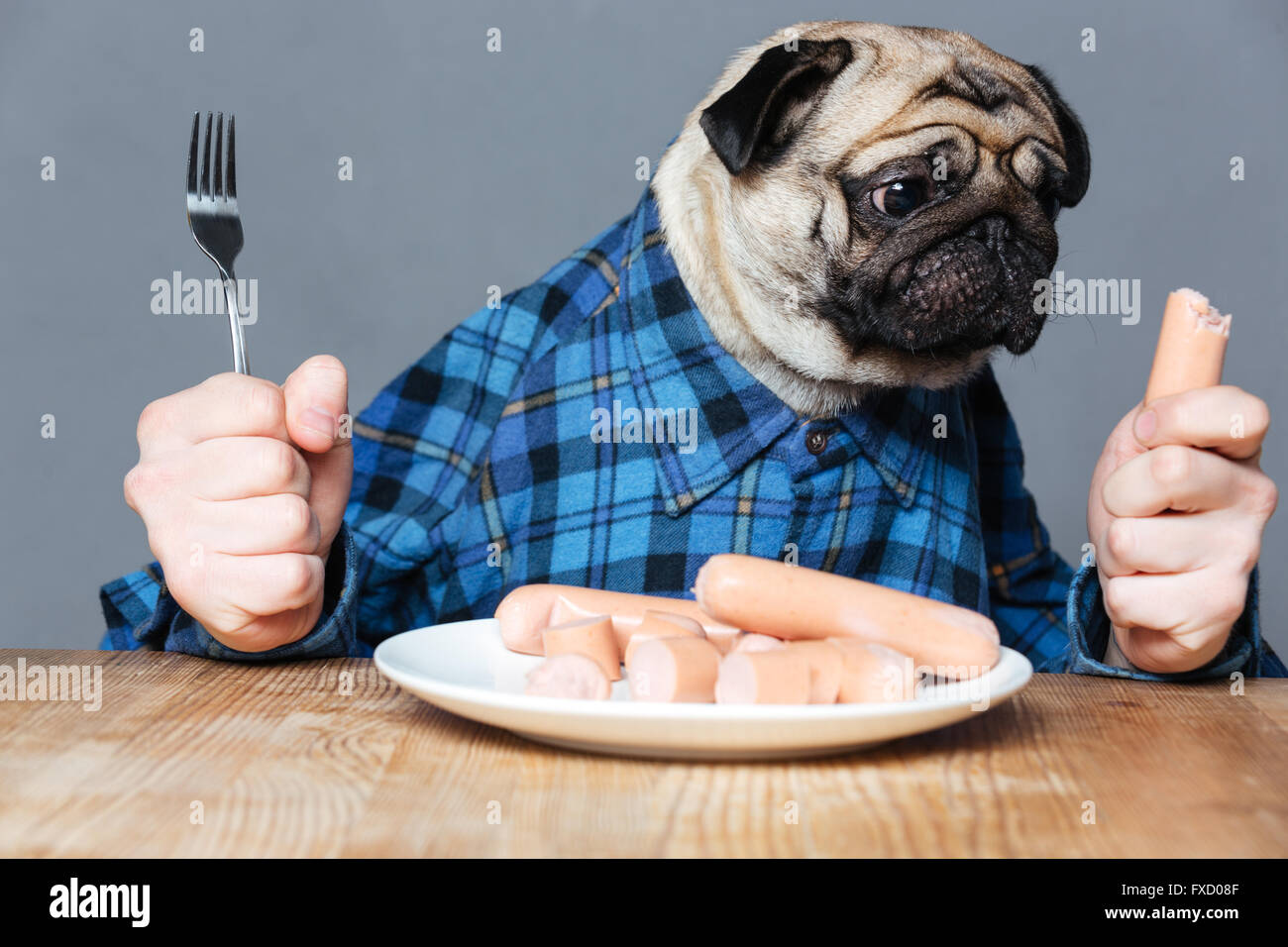 Hungry pug dog with man hands in checkered shirt holding fork and ...