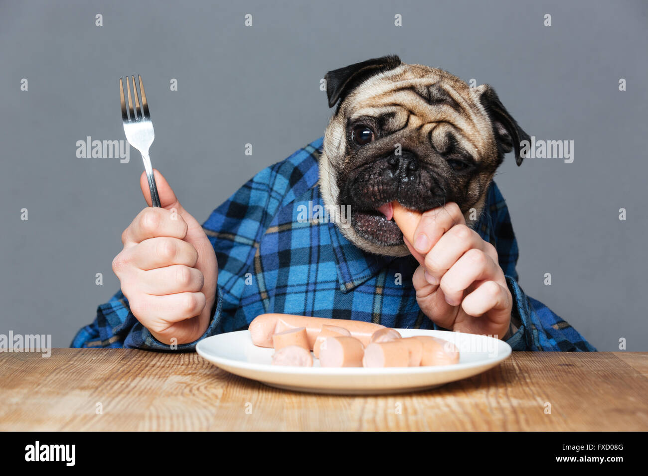 Man with pug dog head in blue checkered shirt holding fork and eating ...