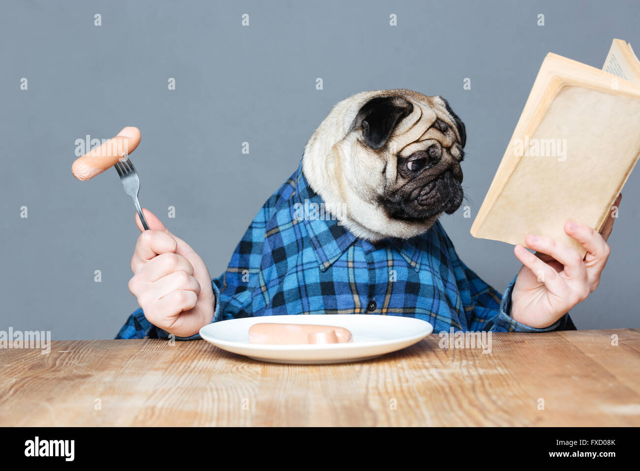 Concentrated man with pug dog head in checkered shirt eating sausages ...