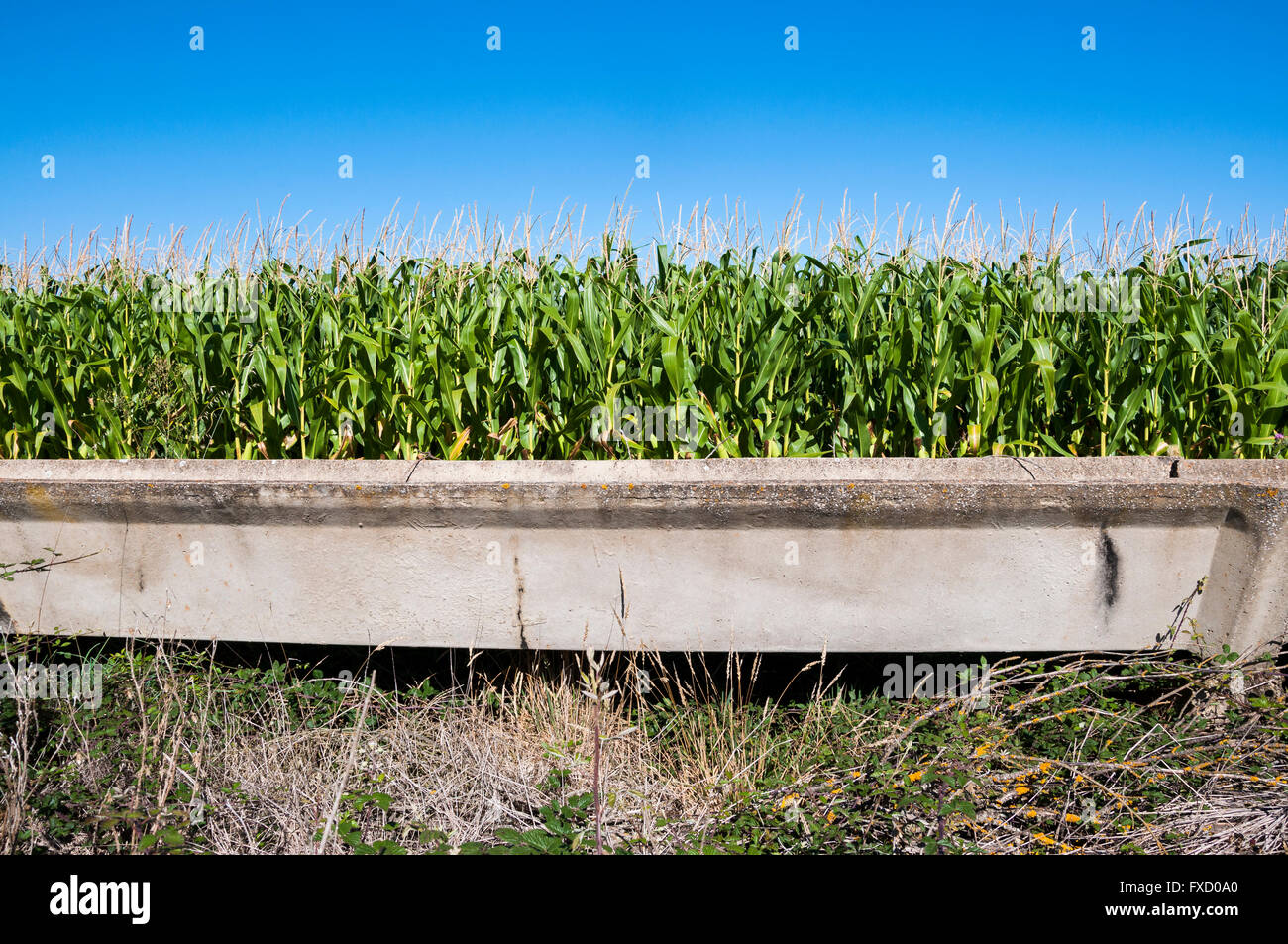 Cornfields in the plain of the River Esla, in Leon Province, Spain ...