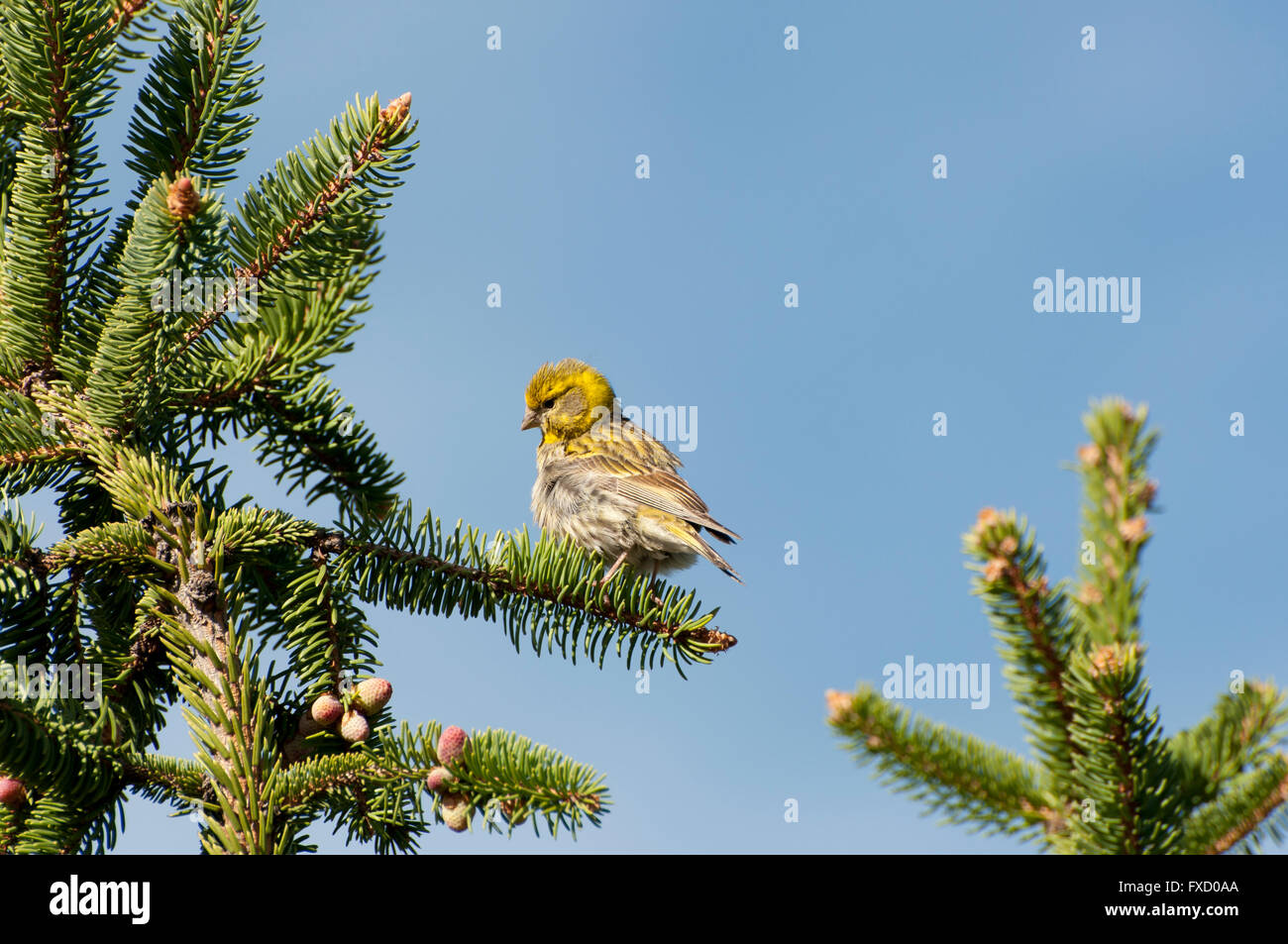 Male of European Serin, Serinus serinus, perched on a branch of Picea ...