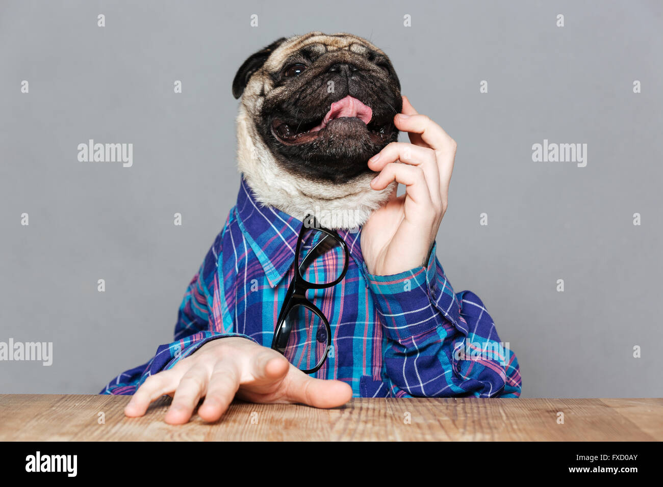 Pensive pug dog with man hands in checkered shirt sitting and thinking ...