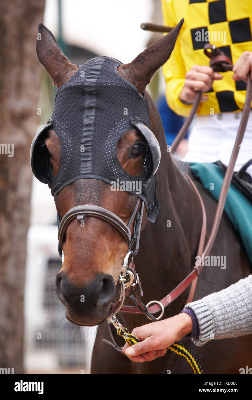 Race horse head and jockey ready to run. Vertical format Stock Photo ...