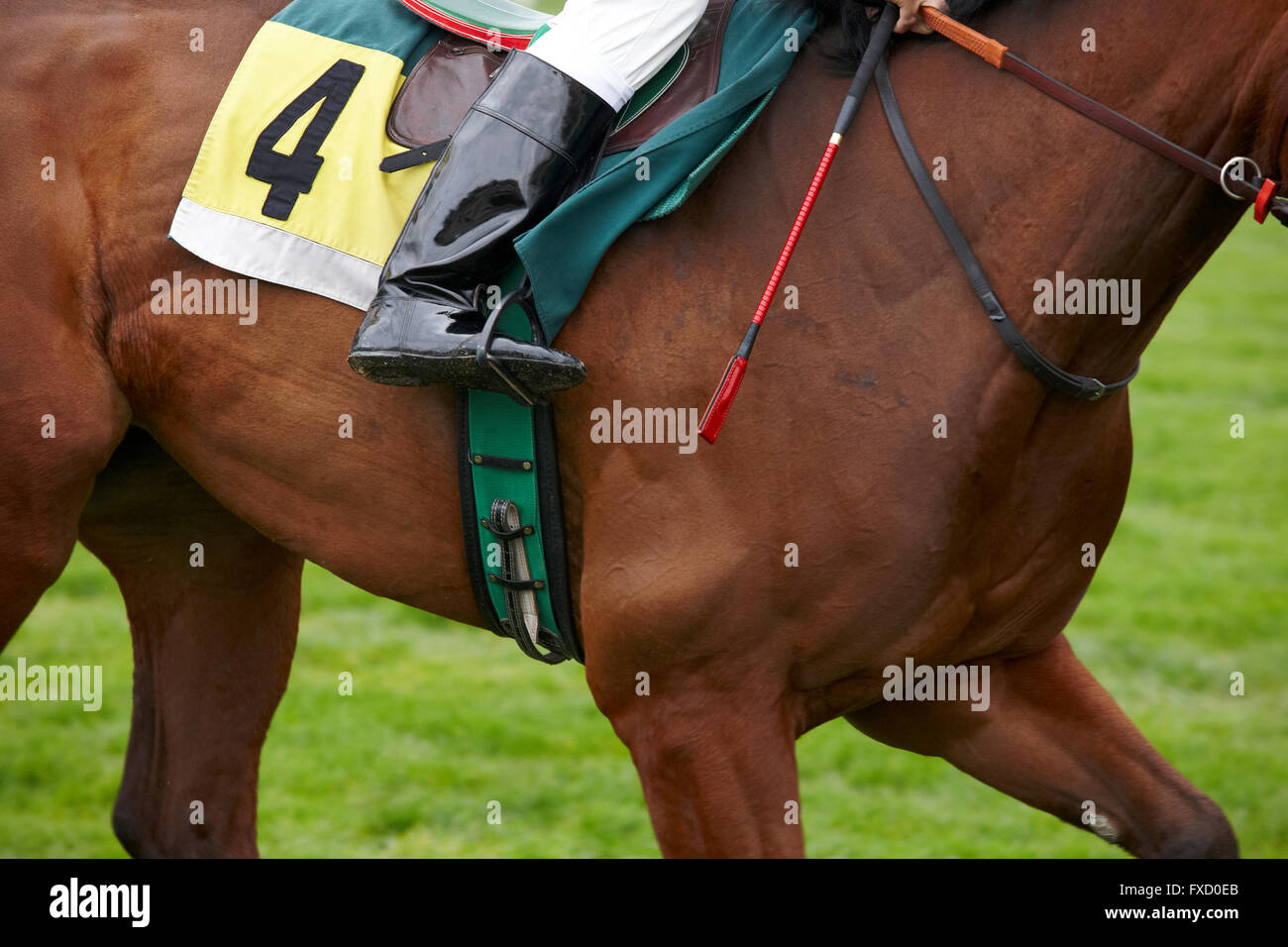 Race horse with number four running in the track. Horizontal Stock ...