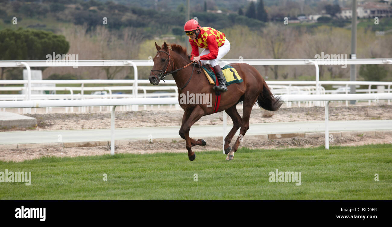 Thoroughbred Horse Running High Resolution Stock Photography and Images ...