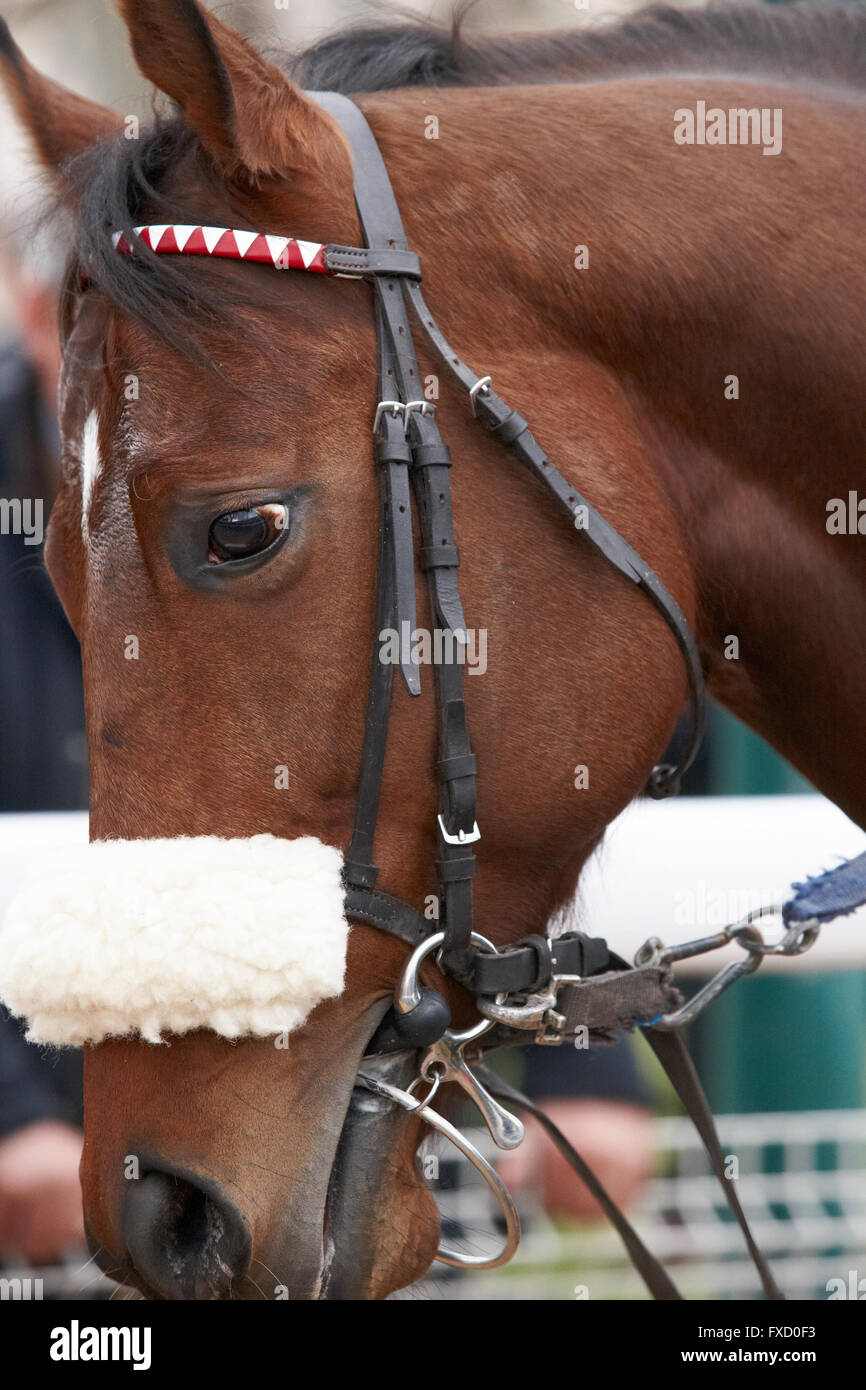 Race horse head ready to run. Vertical format Stock Photo - Alamy