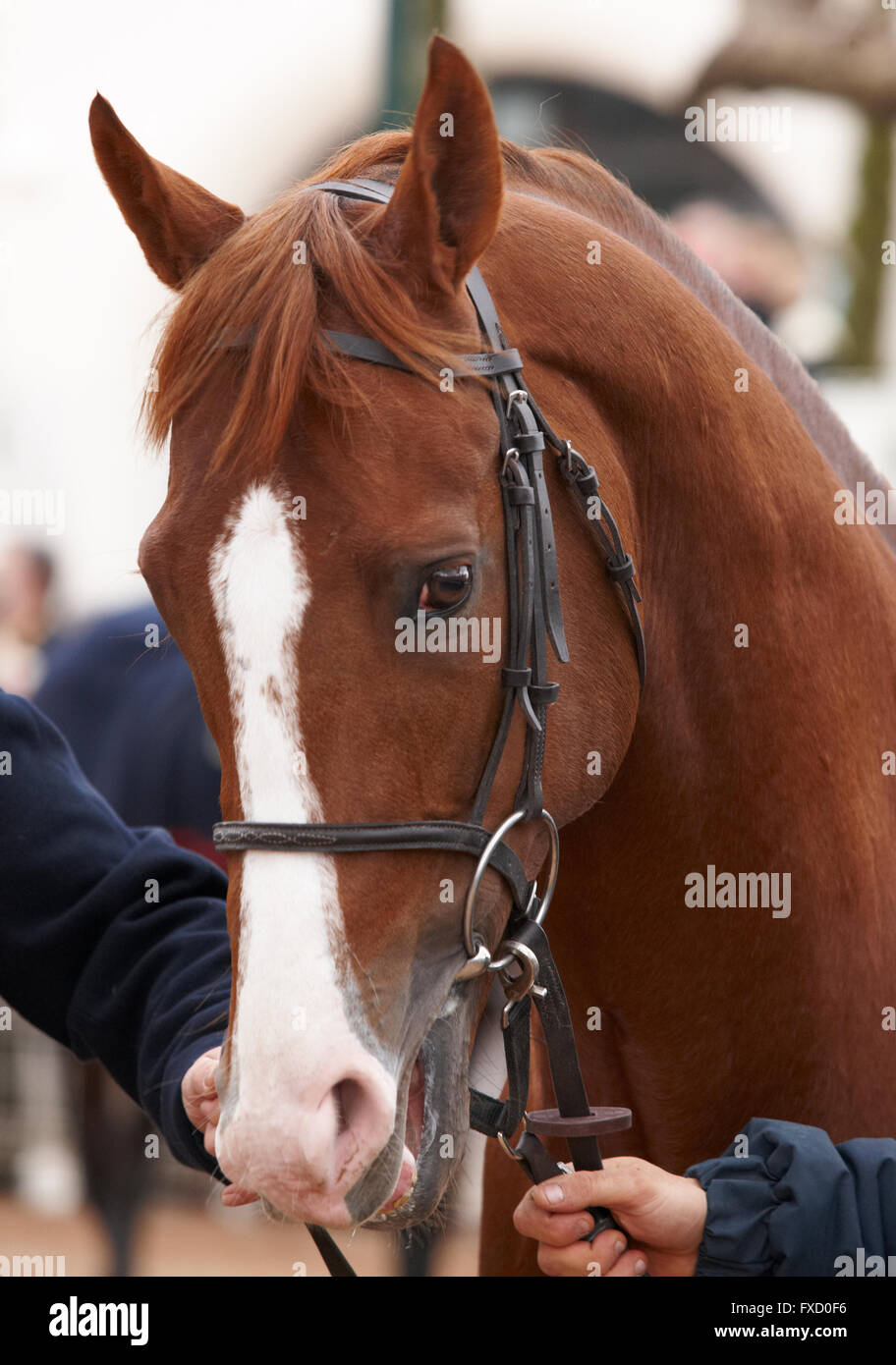 Race horse head ready to run. Vertical format Stock Photo - Alamy