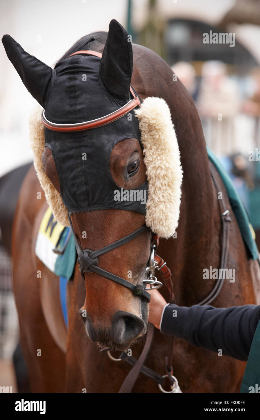 Race horse head ready to run. Vertical format Stock Photo - Alamy