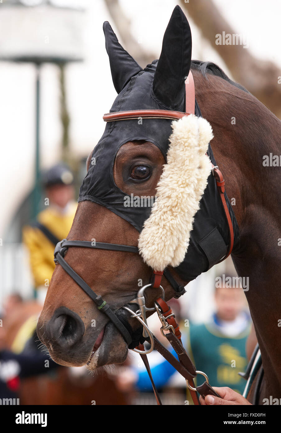 Race horse head ready to run. Vertical format Stock Photo - Alamy