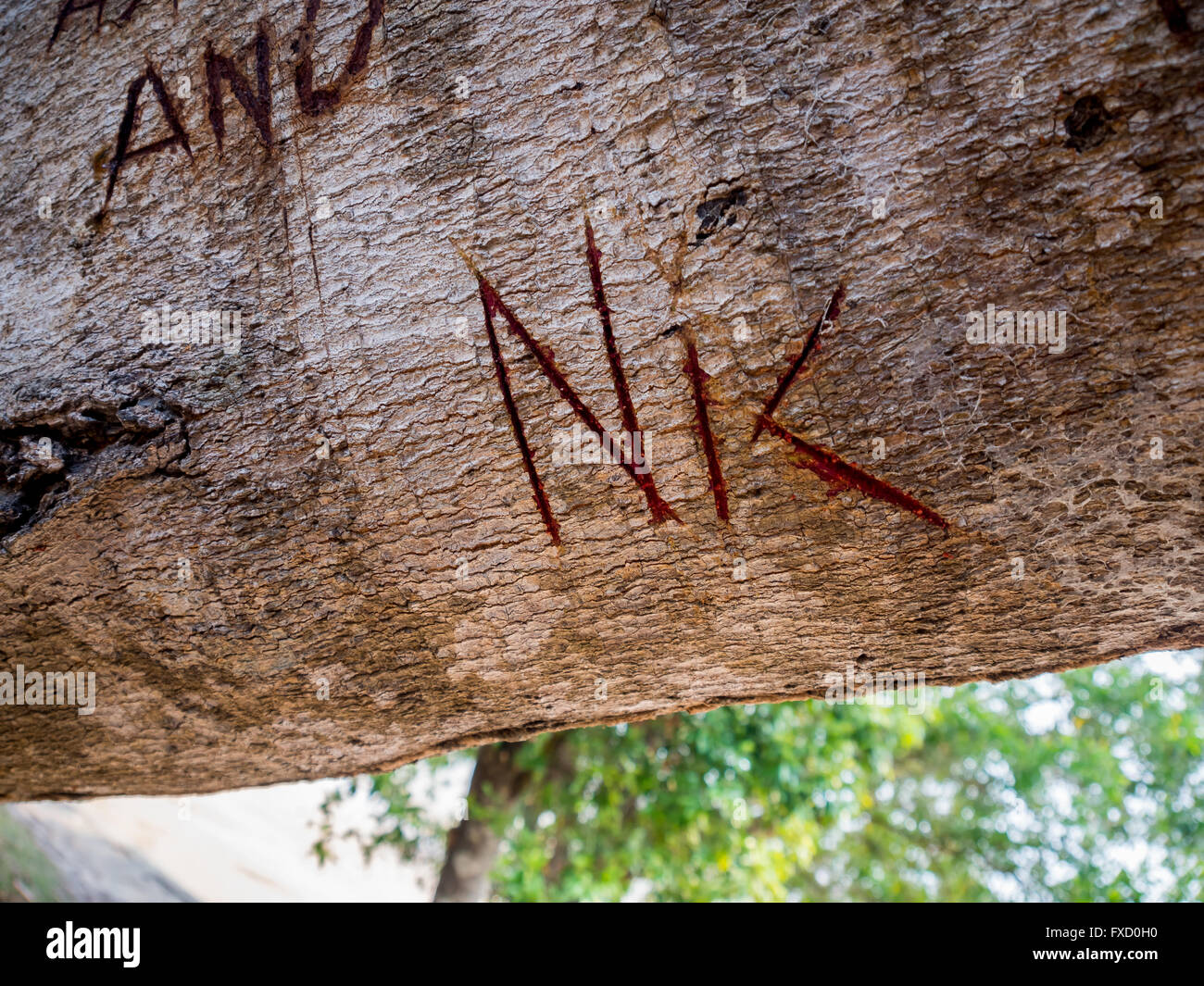 Carving in a tree bark Stock Photo - Alamy