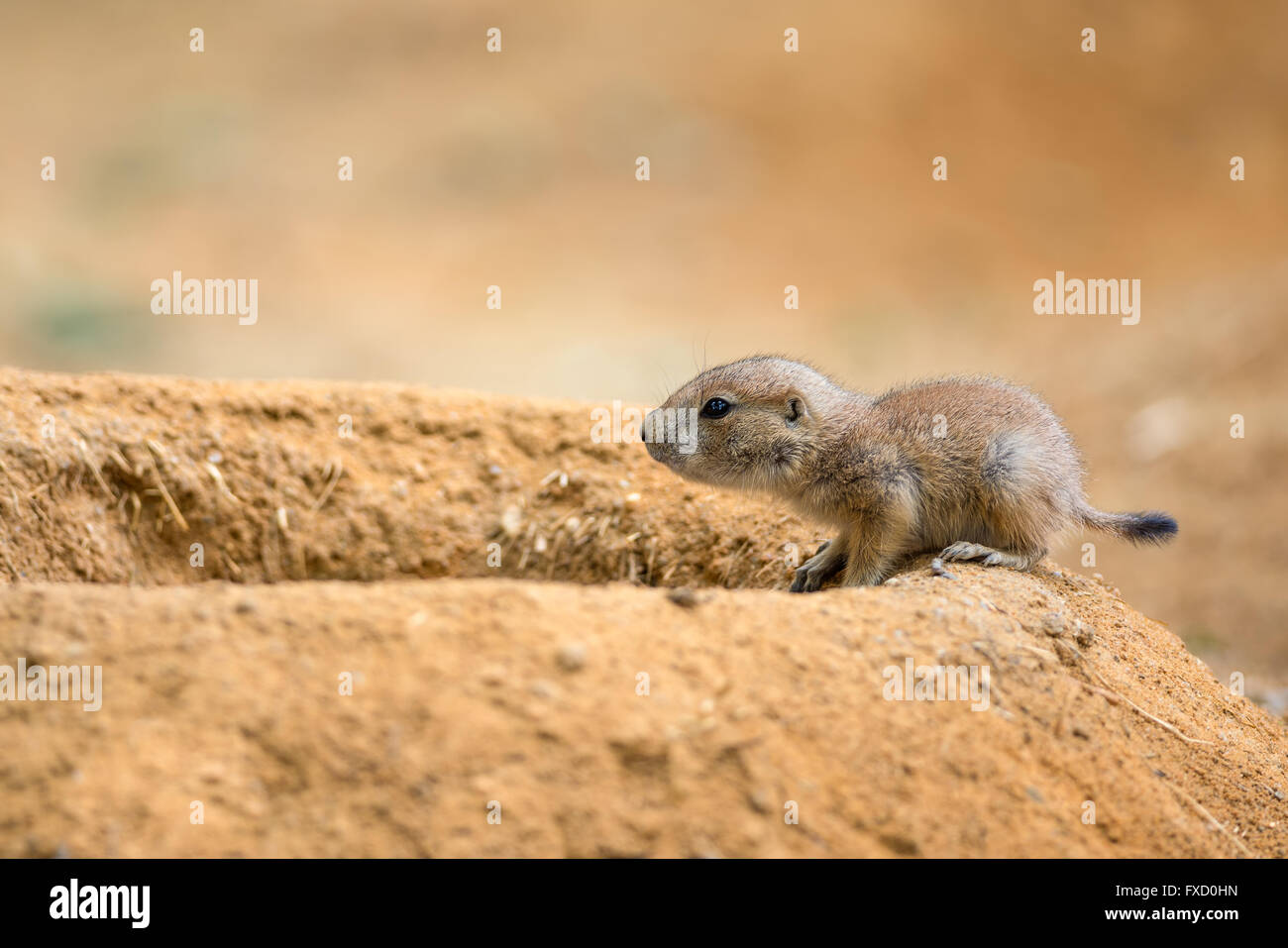 Baby prairie dog hi-res stock photography and images - Alamy
