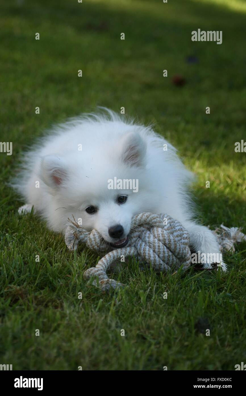 Japanese spitz hi-res stock photography and images - Alamy