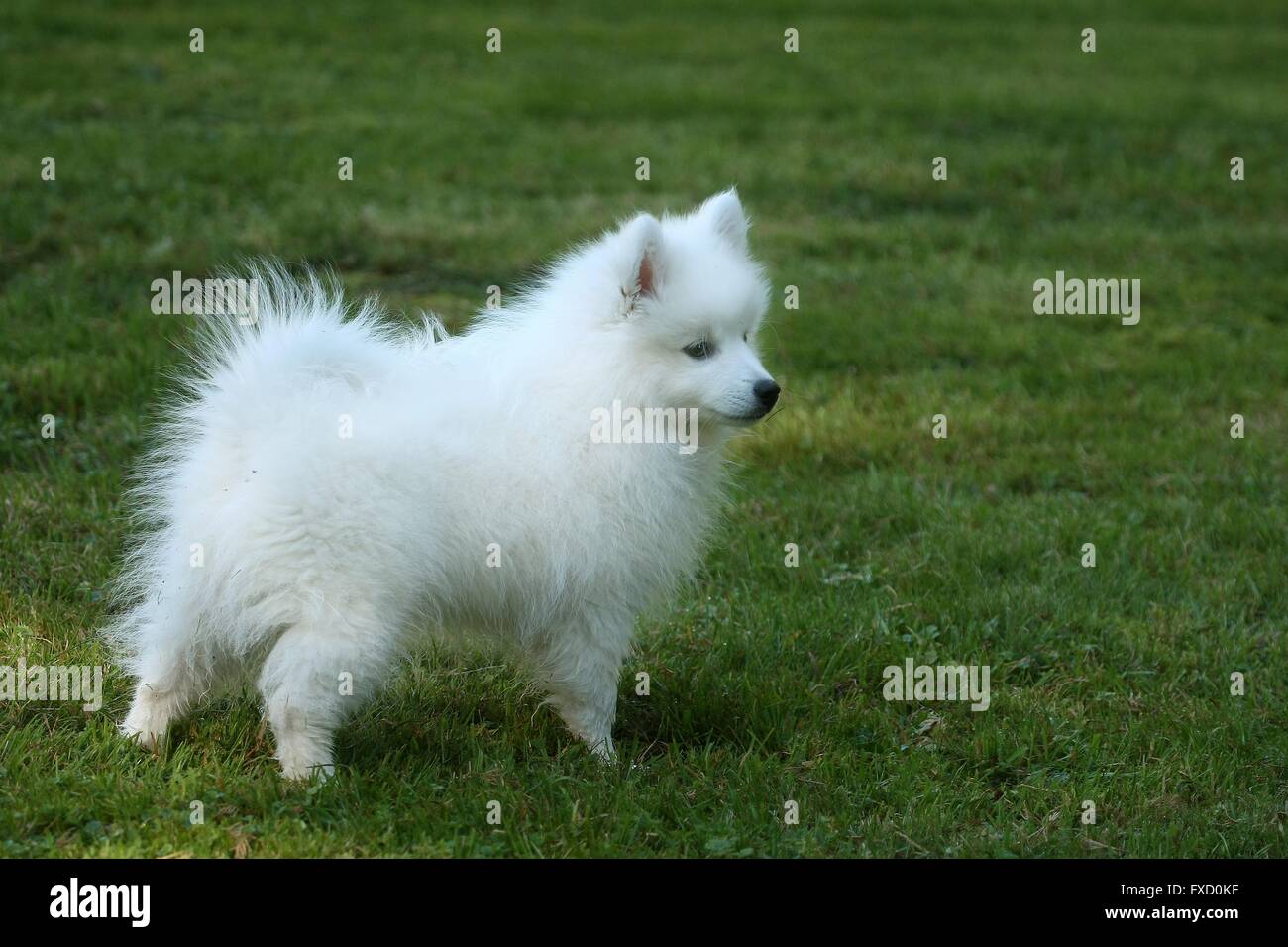 Japanese spitz hi-res stock photography and images - Alamy