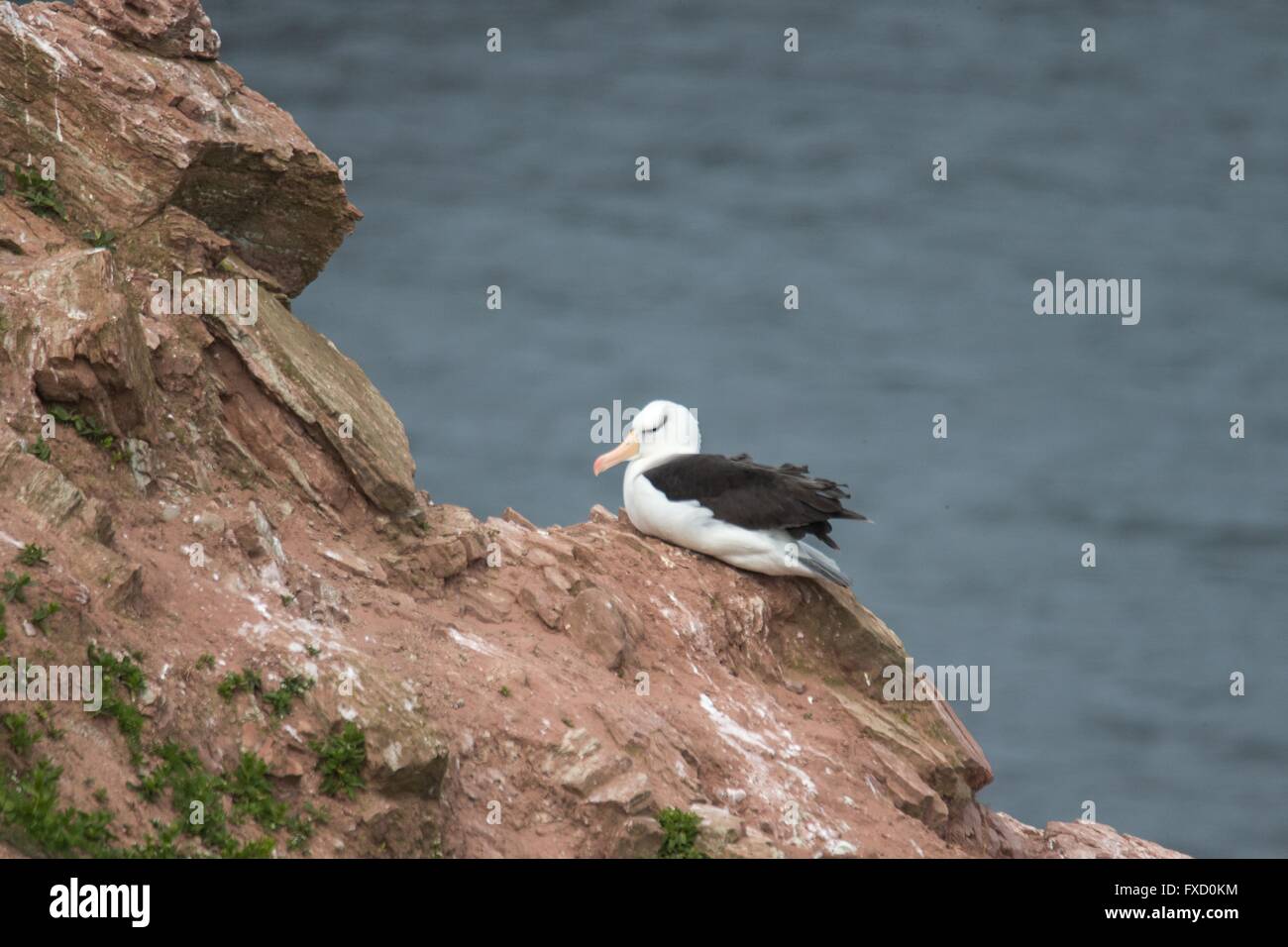 Side profile albatross hi-res stock photography and images - Alamy