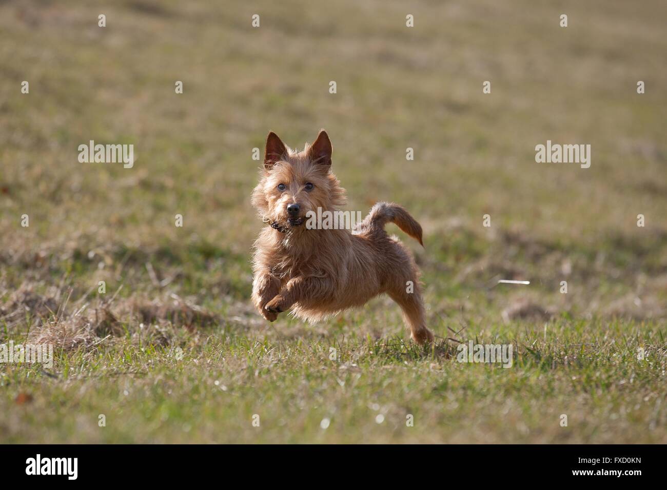 Australian Terriers High Resolution Stock Photography and Images - Alamy