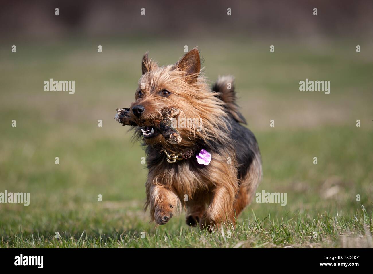running Australian Terrier Stock Photo - Alamy