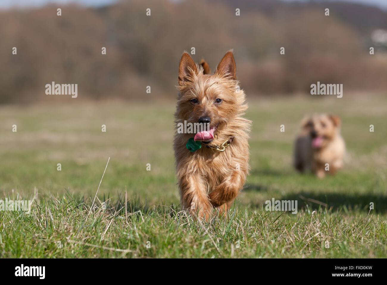 running Australian Terrier Stock Photo - Alamy
