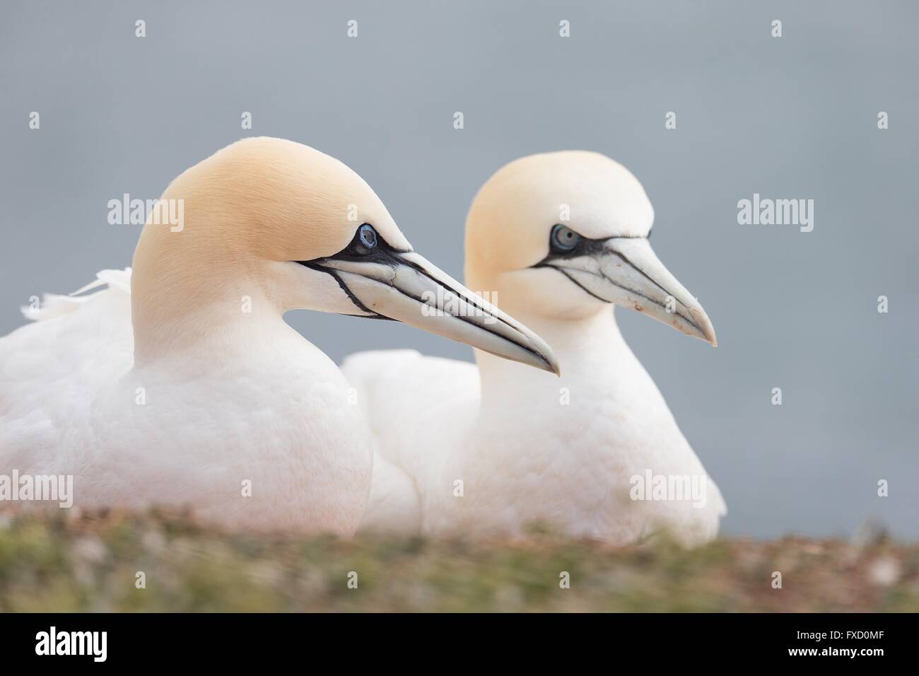 Two adult gannets hi-res stock photography and images - Alamy