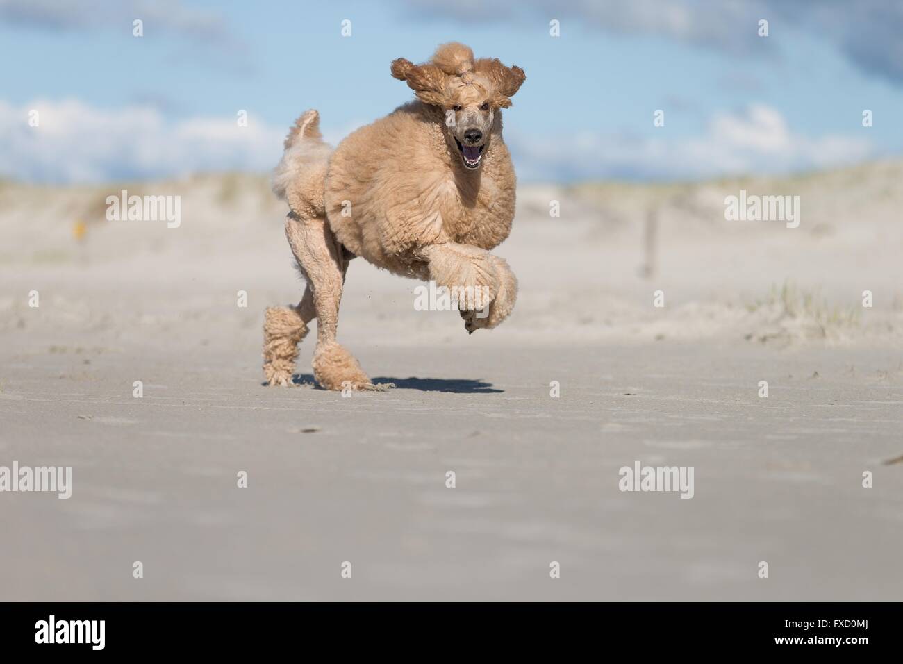 running Giant Poodle Stock Photo - Alamy