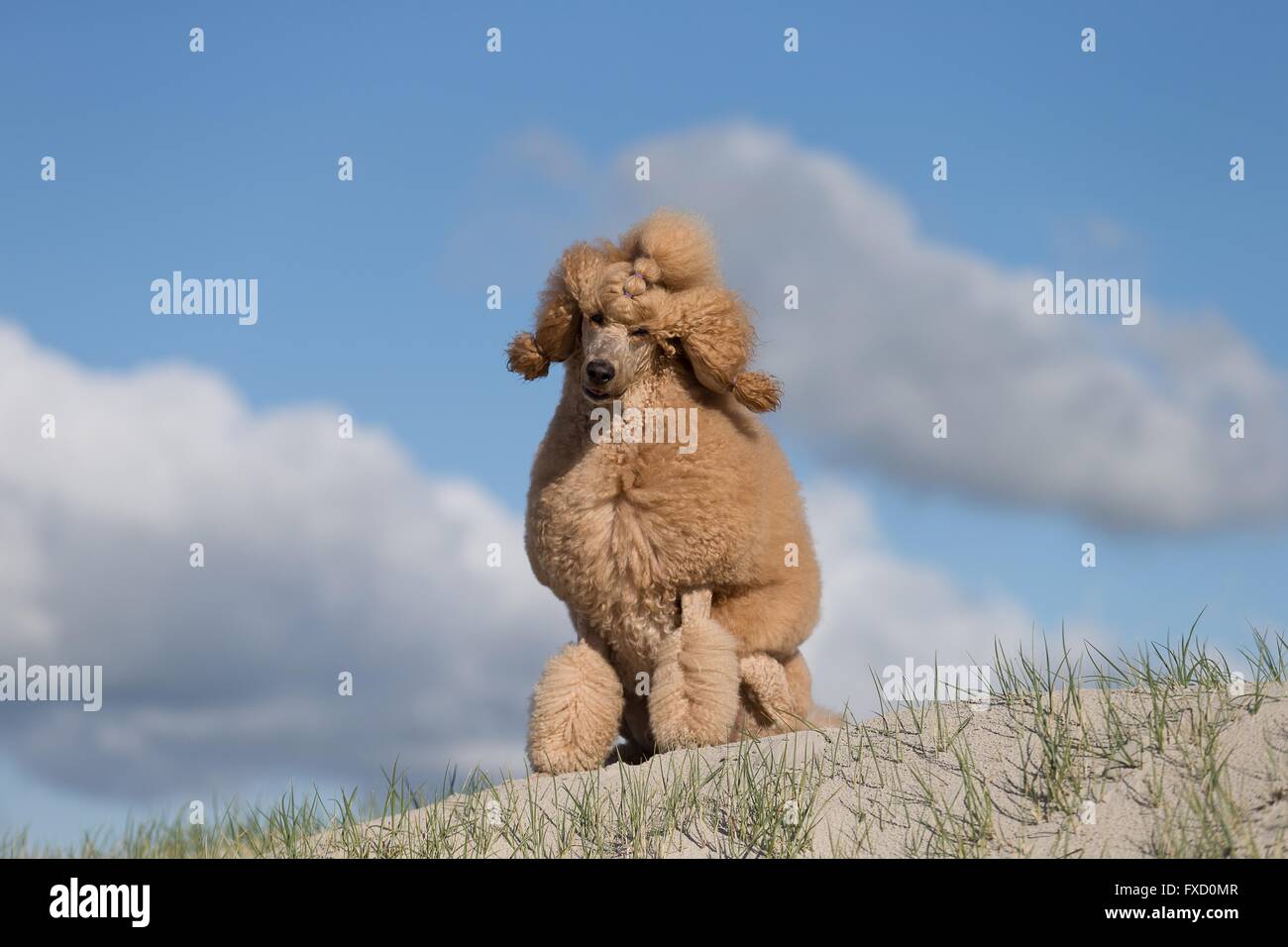 sitting Giant Poodle Stock Photo - Alamy