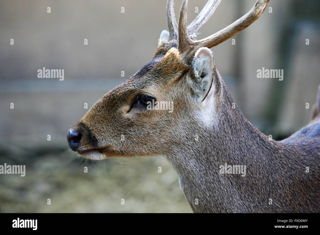 Doe detailed portrait isolated on forest background California ...