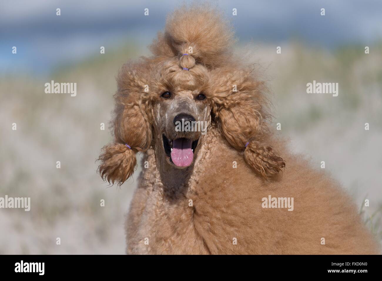 Giant Poodle Portrait Stock Photo - Alamy