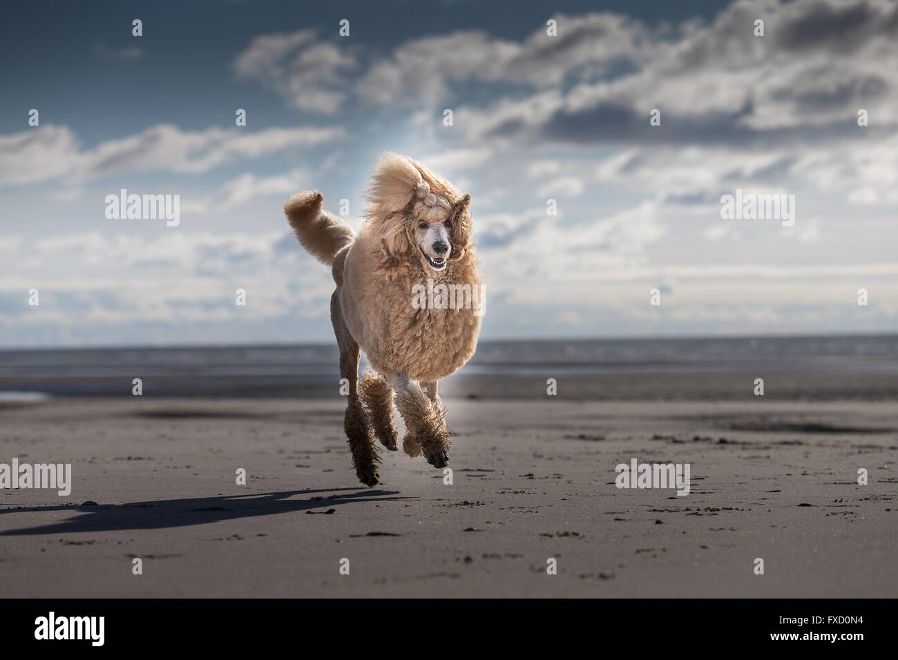 Giant image of king hi-res stock photography and images - Alamy