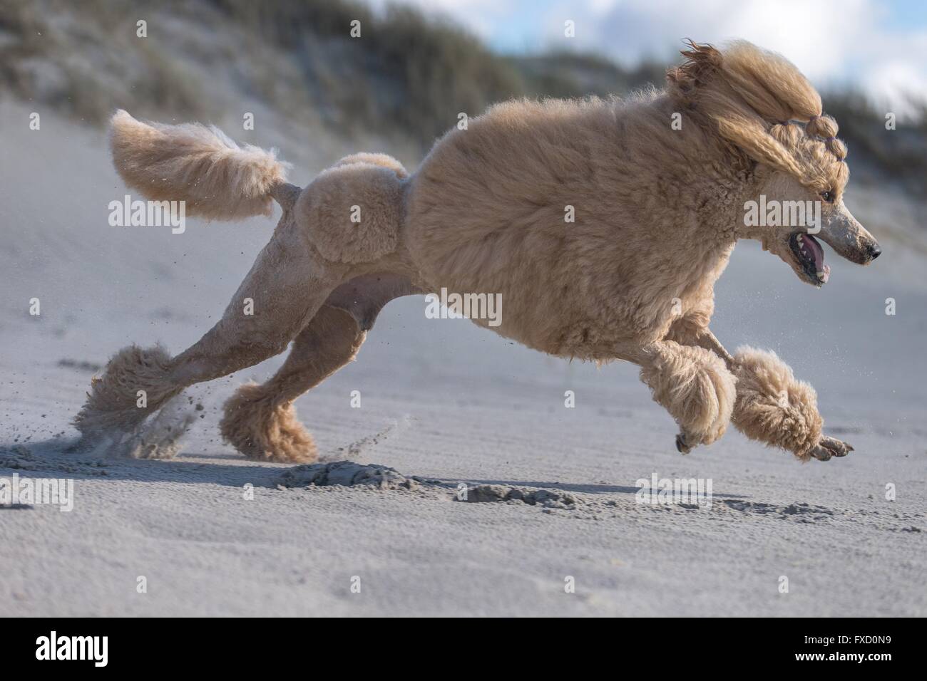 running Giant Poodle Stock Photo - Alamy