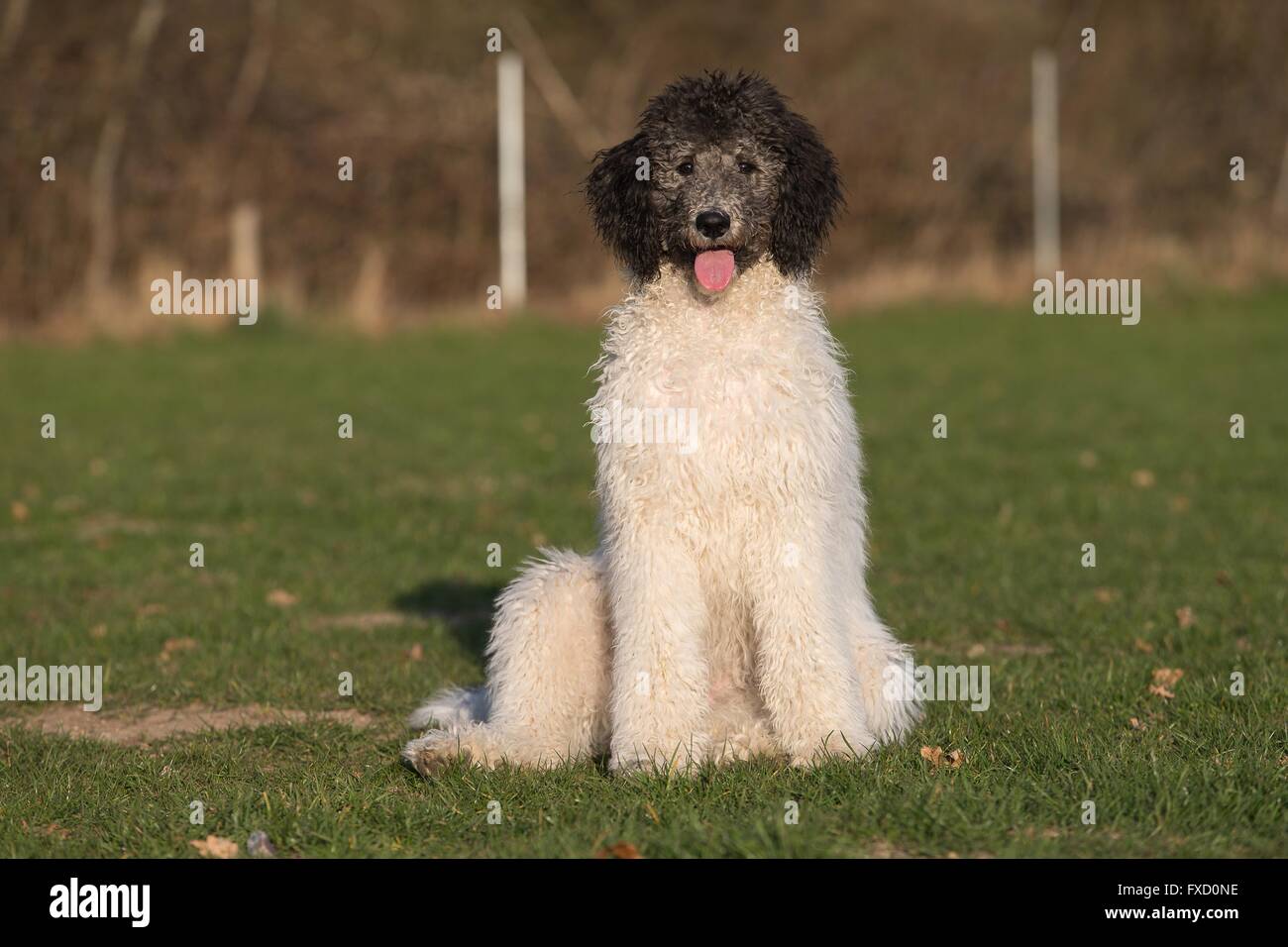 Dog poodle coloured hi-res stock photography and images - Alamy