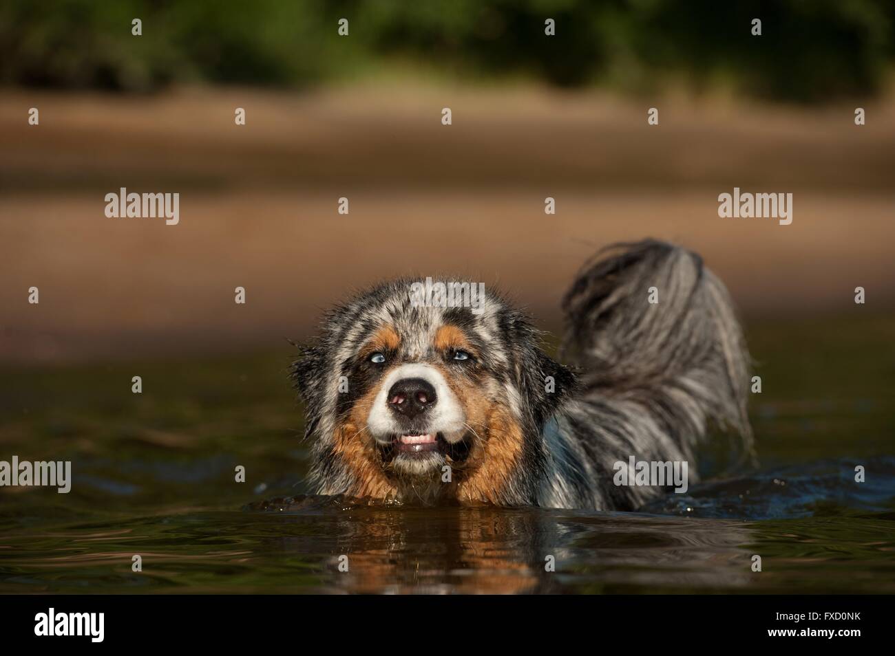 swimming Australian Shepherd Stock Photo - Alamy