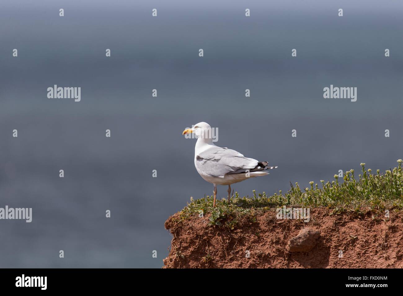Gull and sun hi-res stock photography and images - Alamy