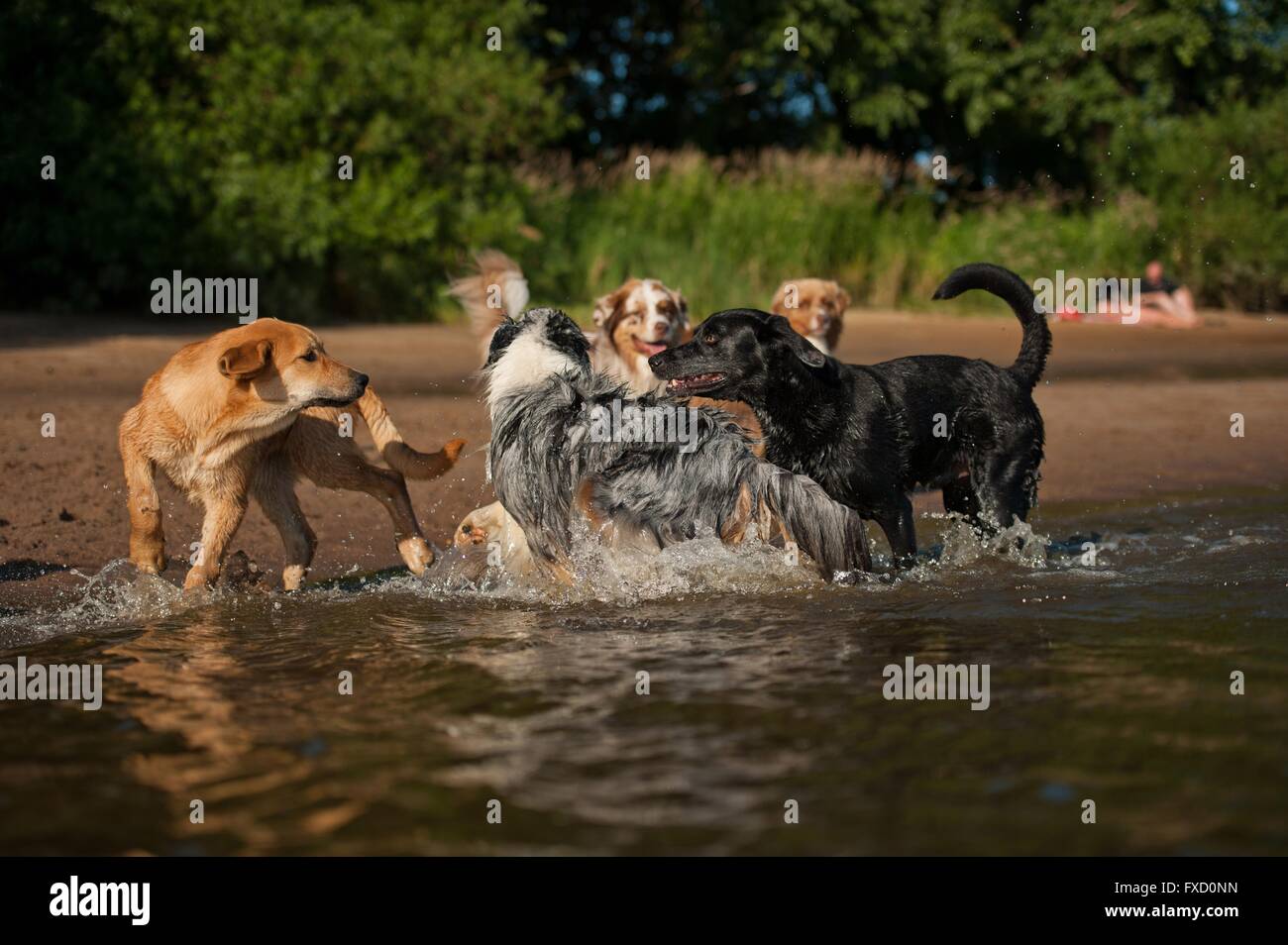 Large group of dogs hi-res stock photography and images - Alamy