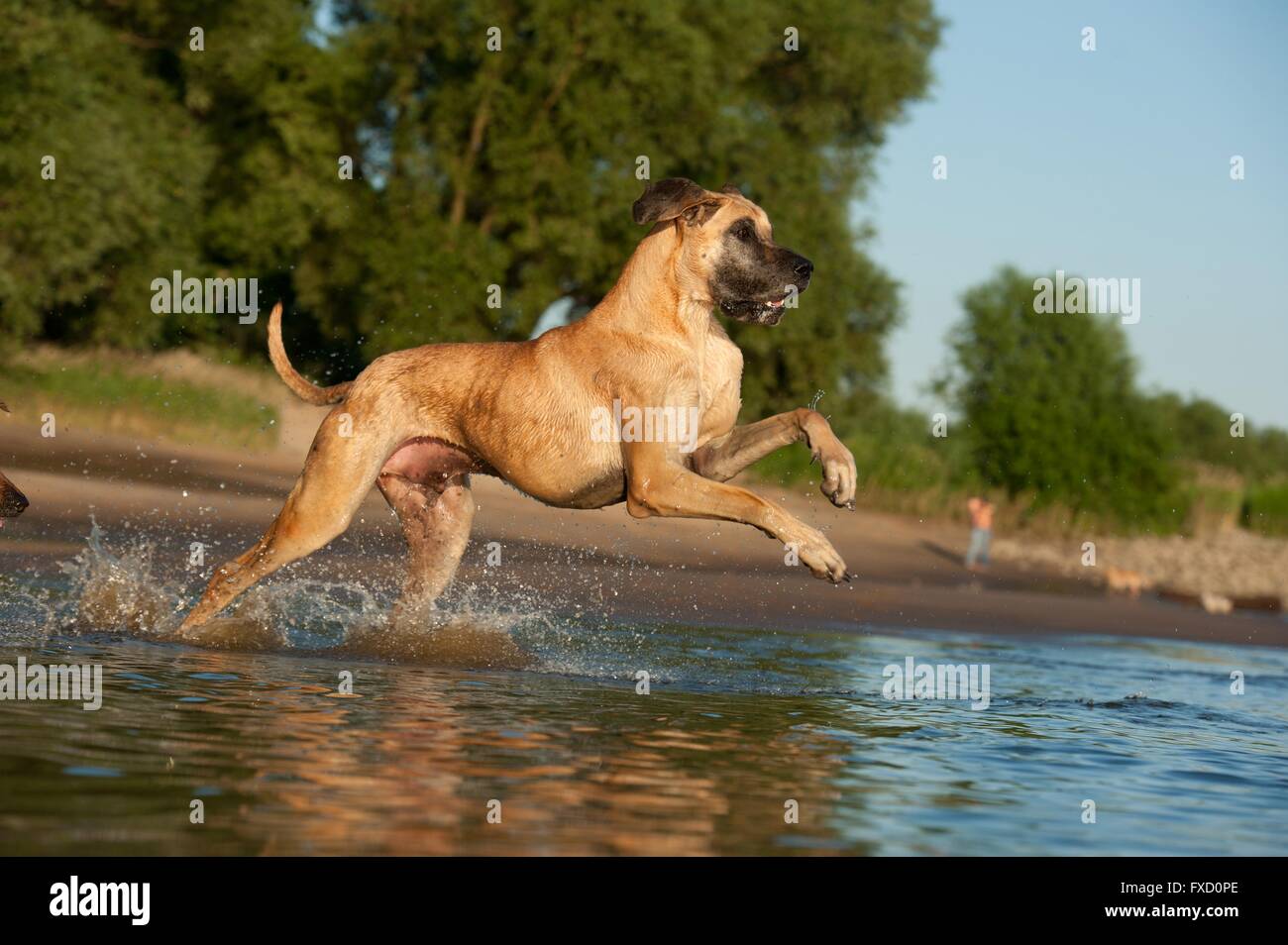 running Great Dane Stock Photo - Alamy