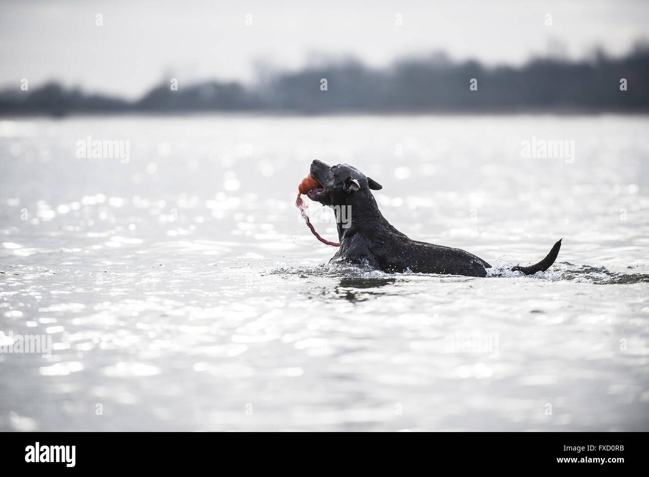 playing Staffordshire Bull Terrier Stock Photo - Alamy