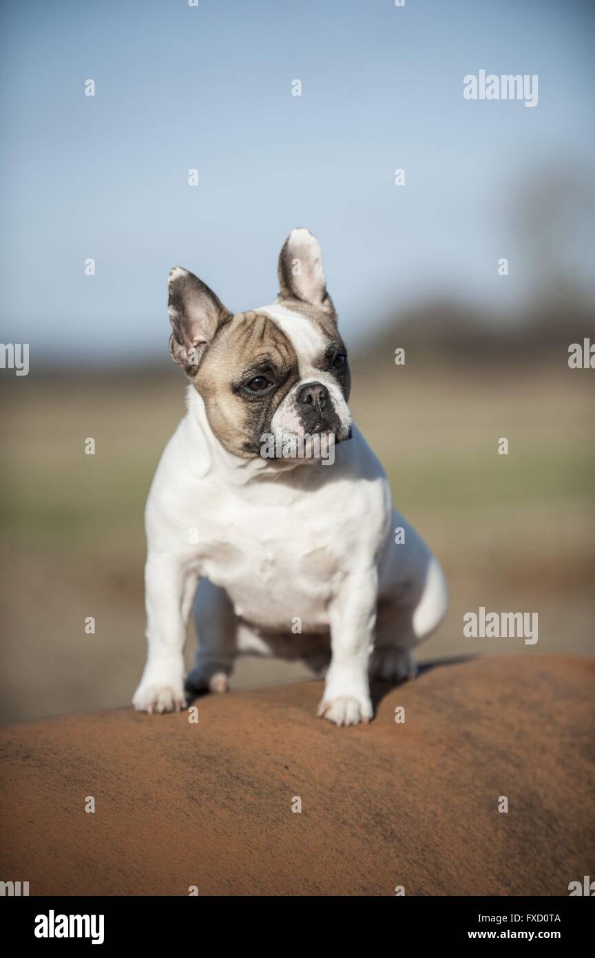 sitting French Bulldog Stock Photo - Alamy