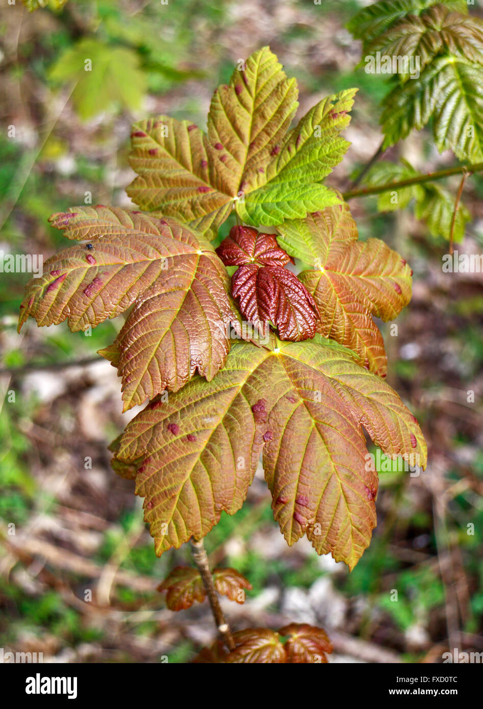 Freshly opened leaves of the Sycamore tree in spring Stock Photo - Alamy