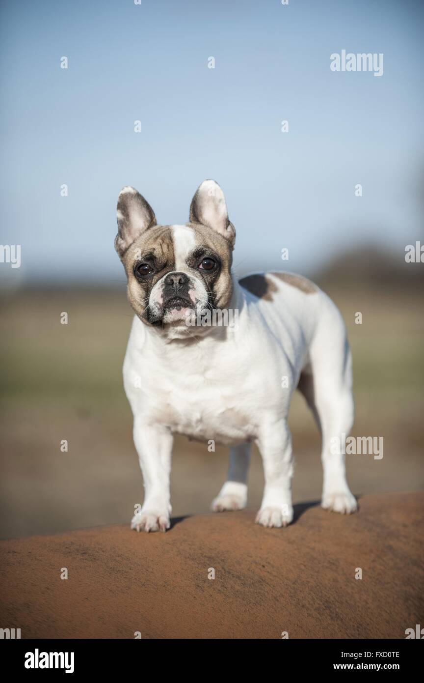 Light brown french bulldog white hi-res stock photography and images ...