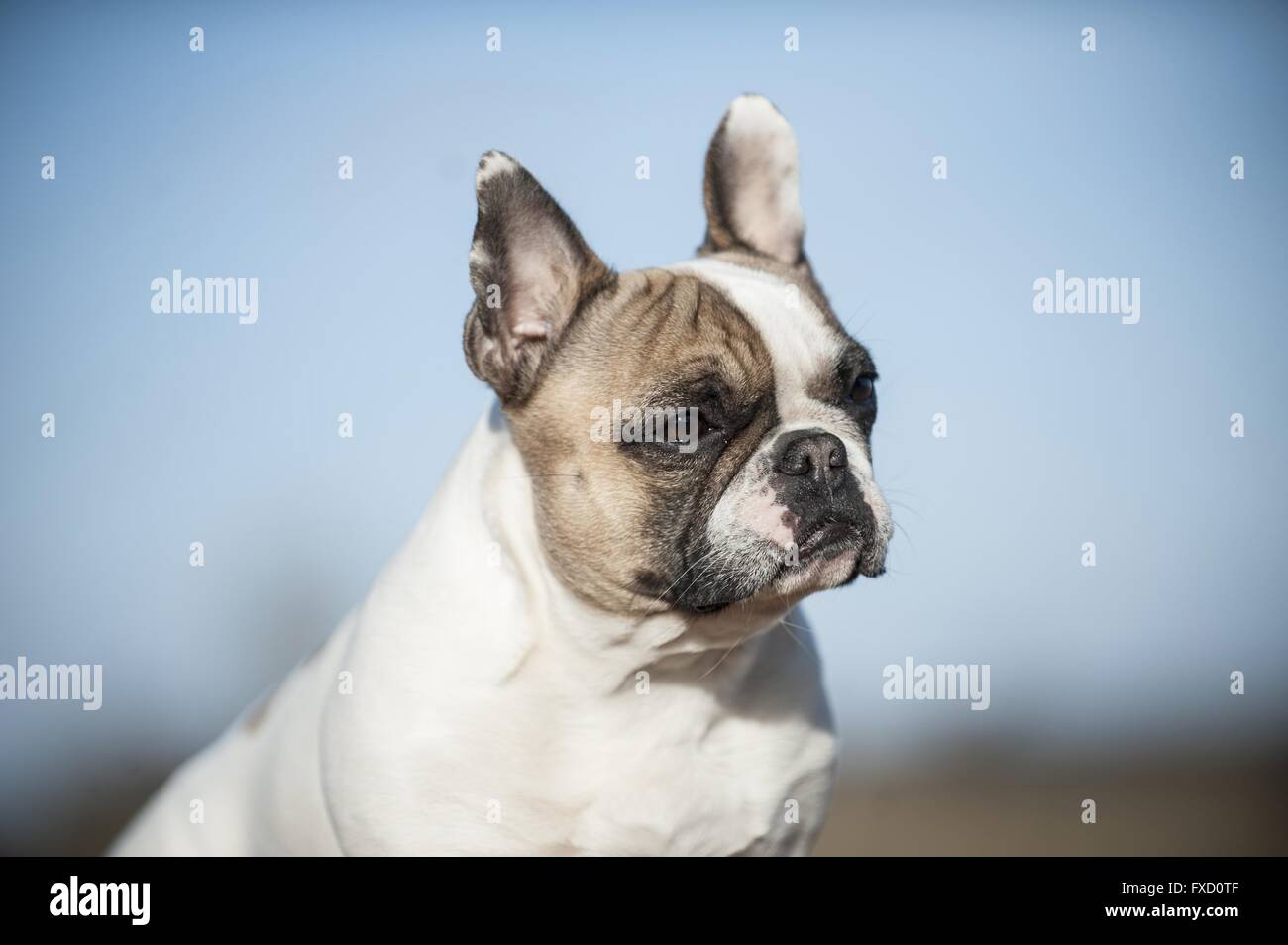 French Bulldog Portrait Stock Photo - Alamy